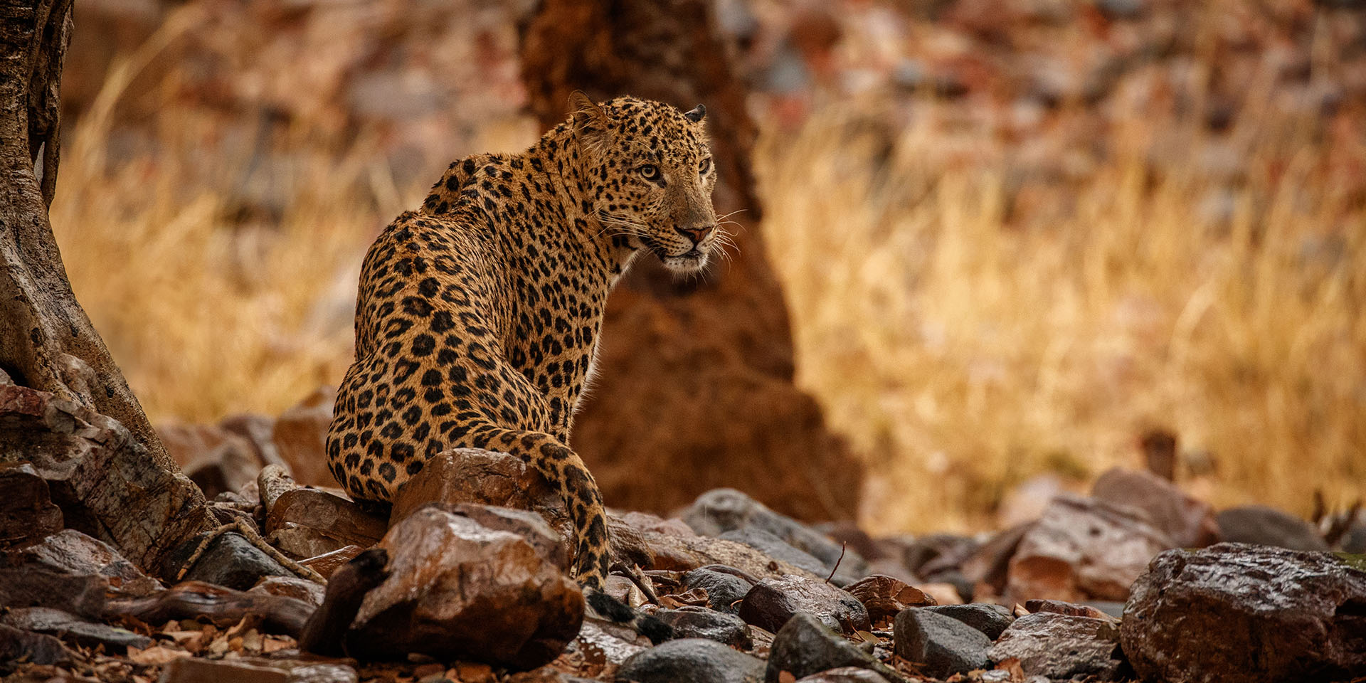 Masumin Tours & Safaris