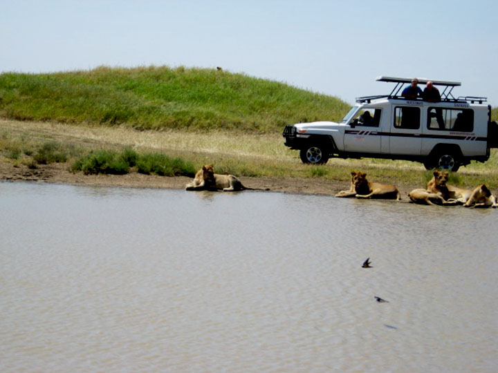 Masumin Tours & Safaris